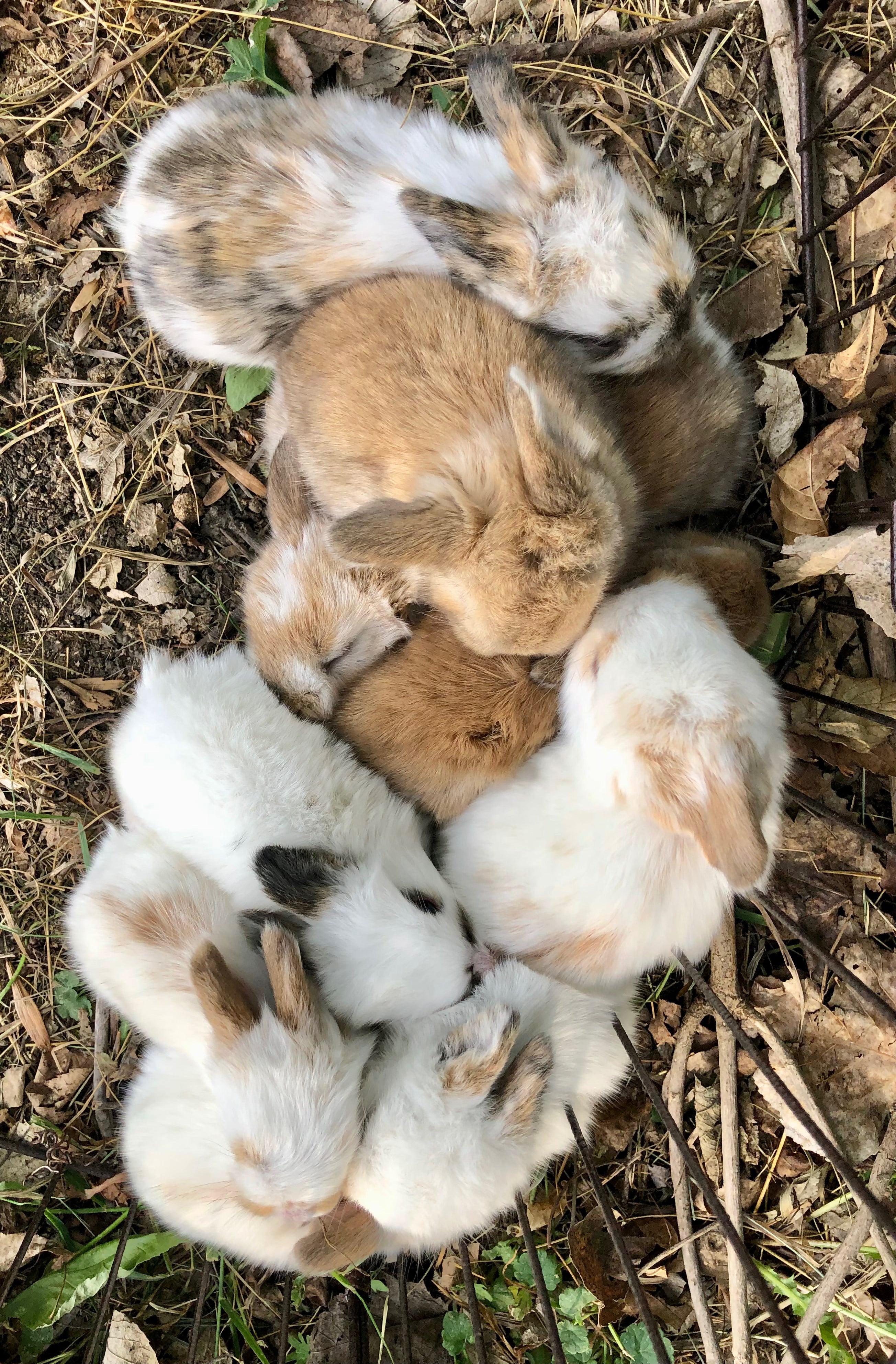 Mini Lop Bunnies