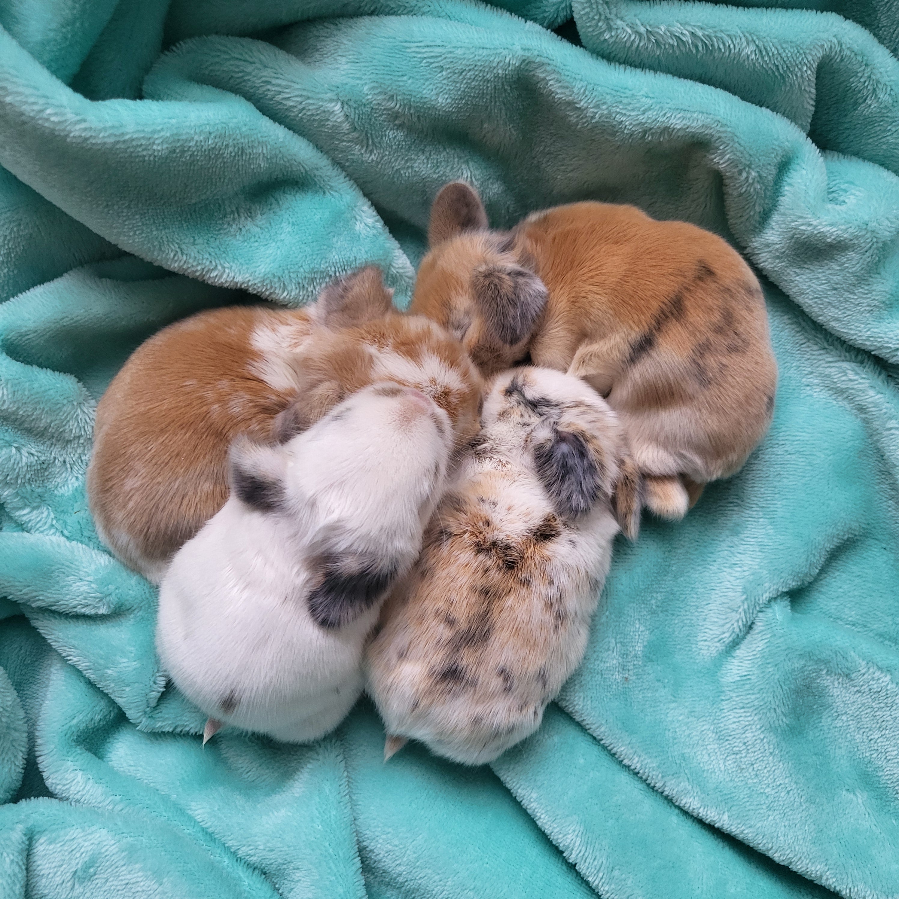 Baby Mini Lop Rabbits